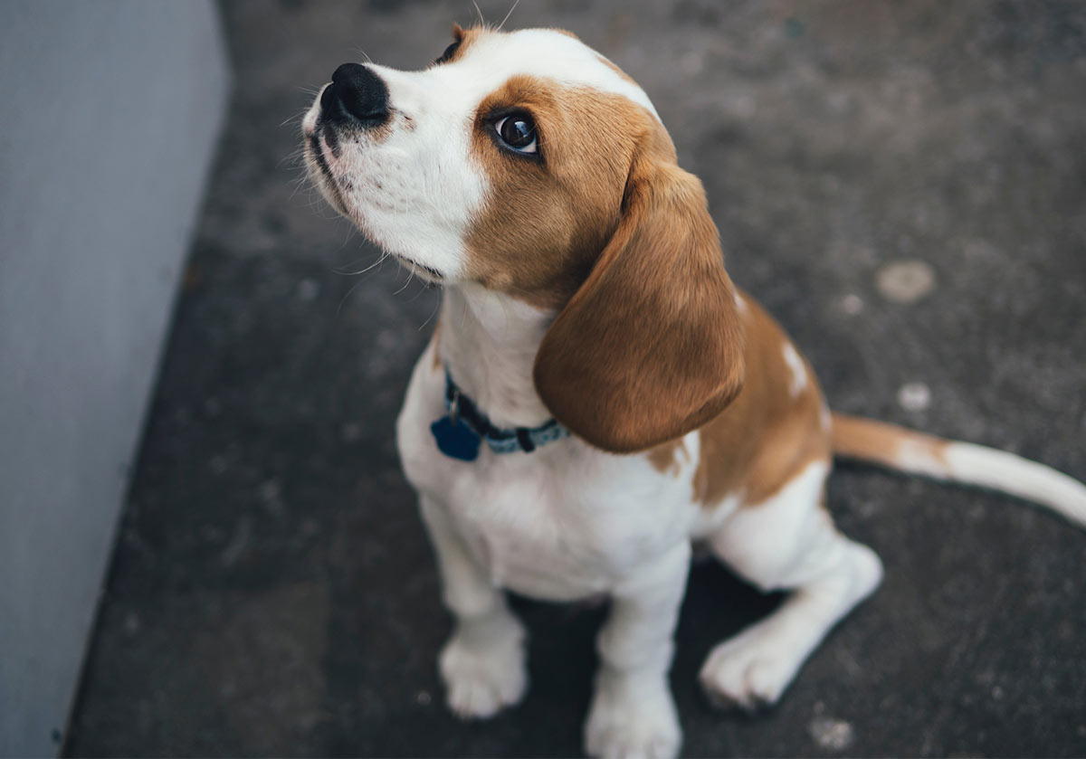 | Beagle: origem, características e cuidados